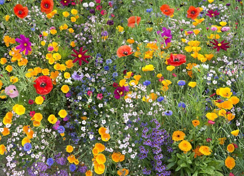 I fiori di campo, o wildflowers, stanno assumendo un ruolo sempre più ...